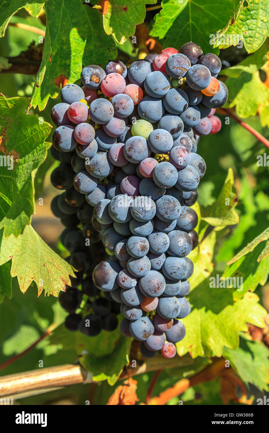 Grape trellis hi-res stock photography and images - Alamy