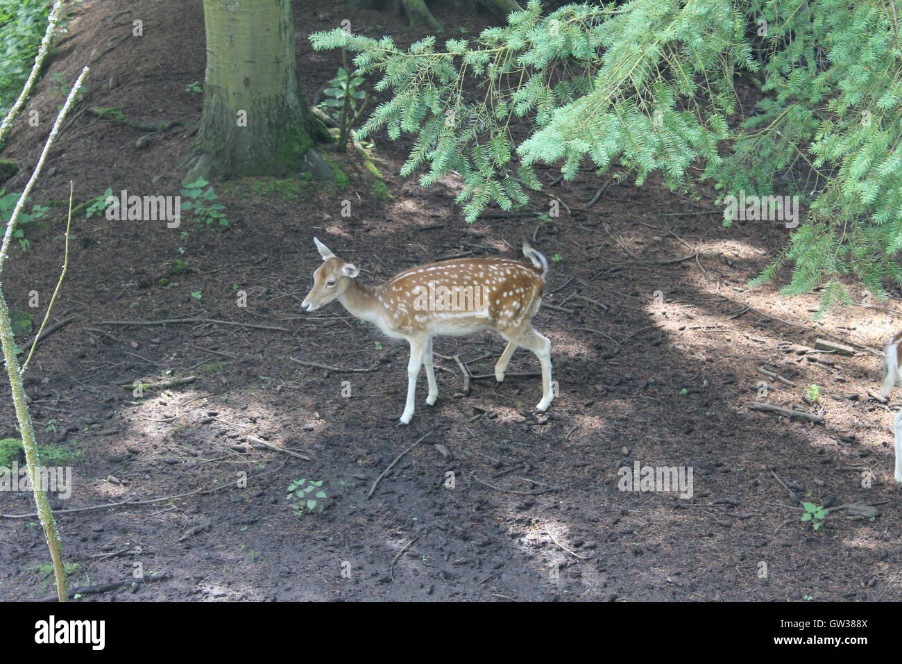 Deer Foal at Deen Castle Estate Ayrshire Stock Photo - Alamy