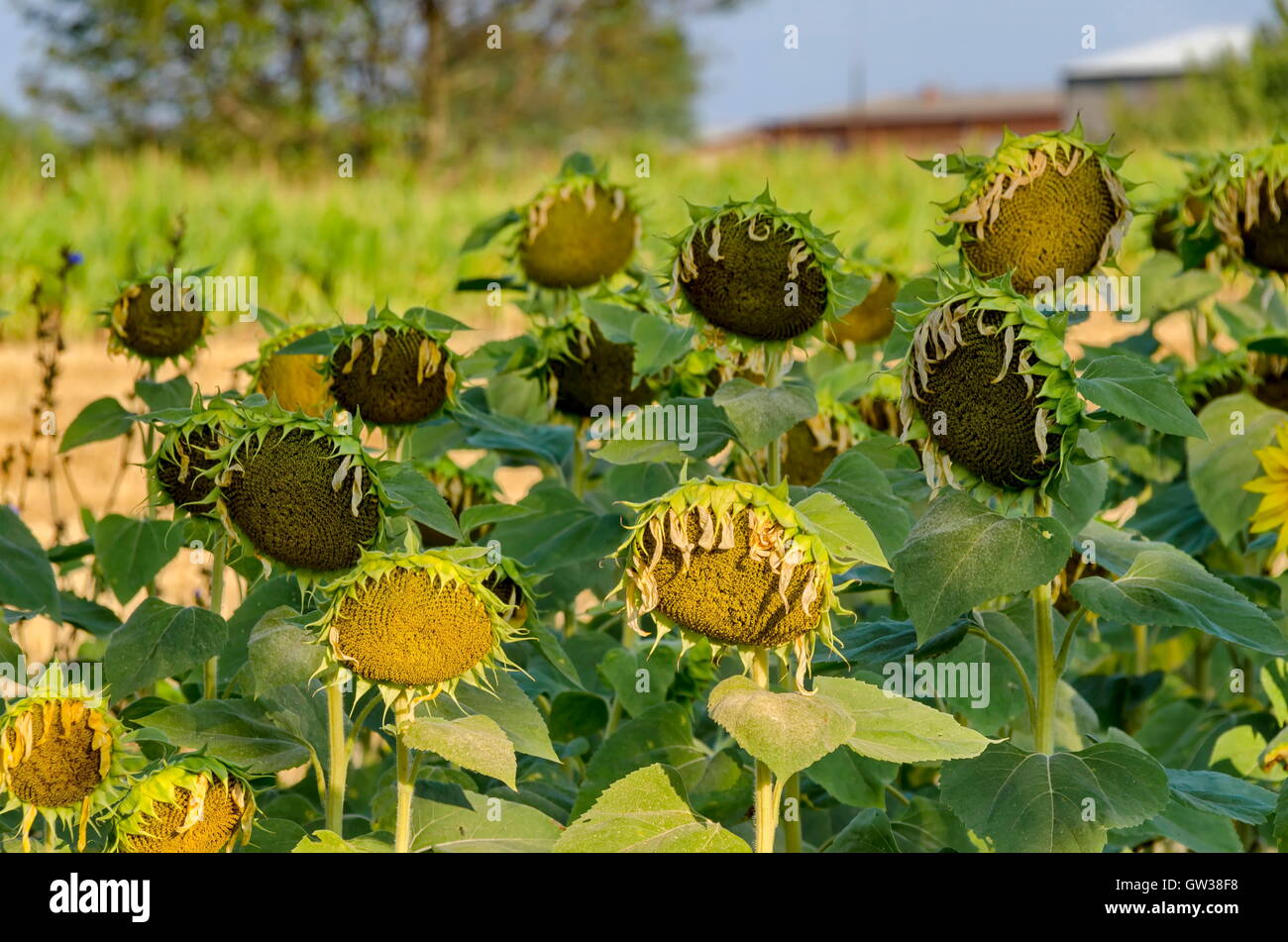 Head of sunflower or Helianthus annuus with seeds growing in sunflower ...