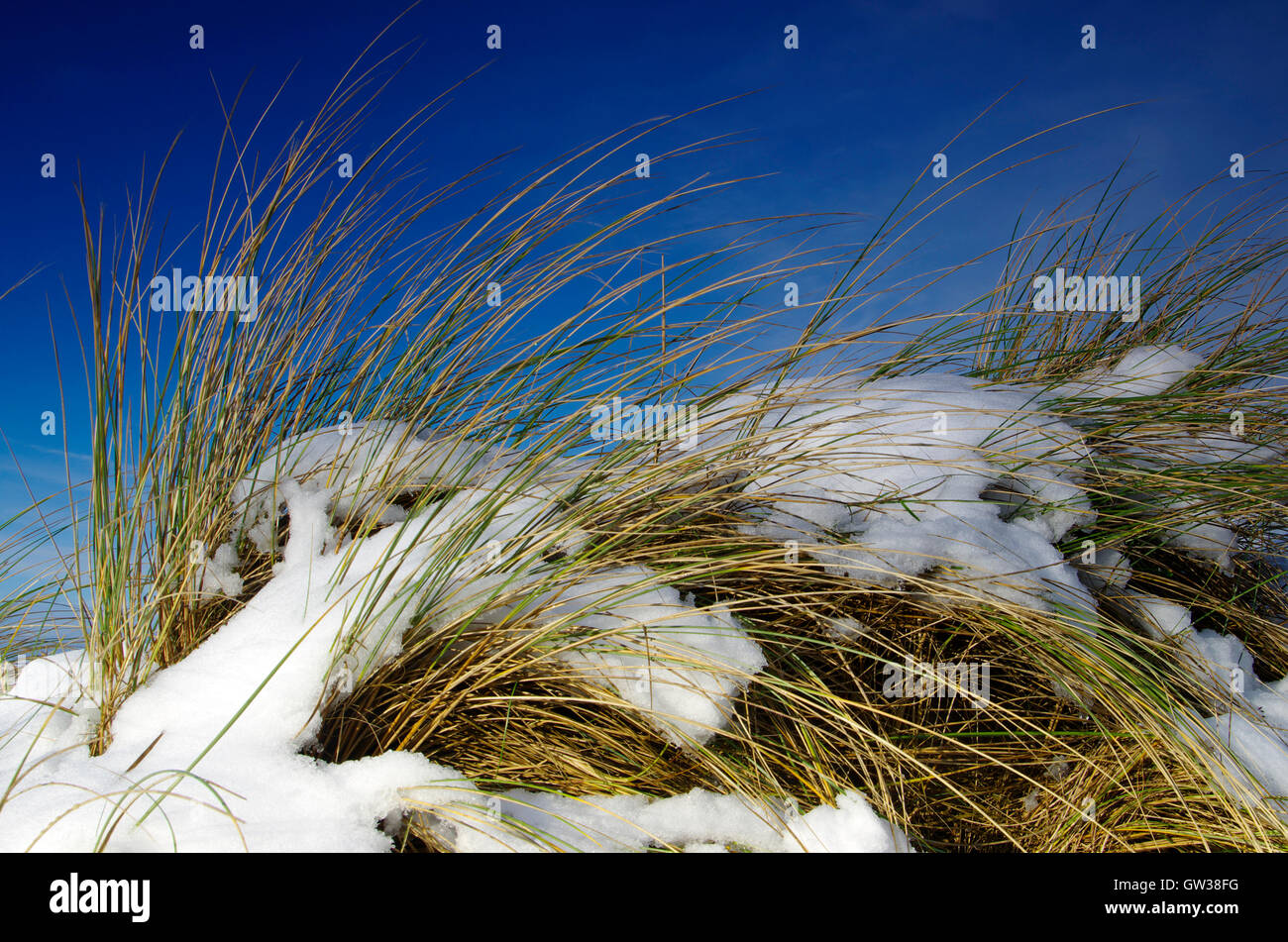 Grass by the snow hi-res stock photography and images - Alamy
