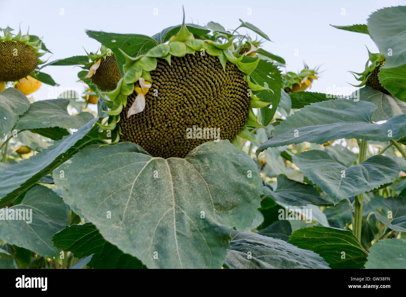 Head of sunflower or Helianthus annuus with seeds growing in sunflower ...