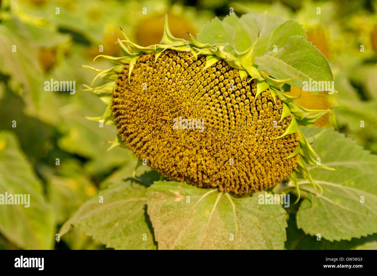 Close-up of one head of sunflower or Helianthus annuus with seeds ...