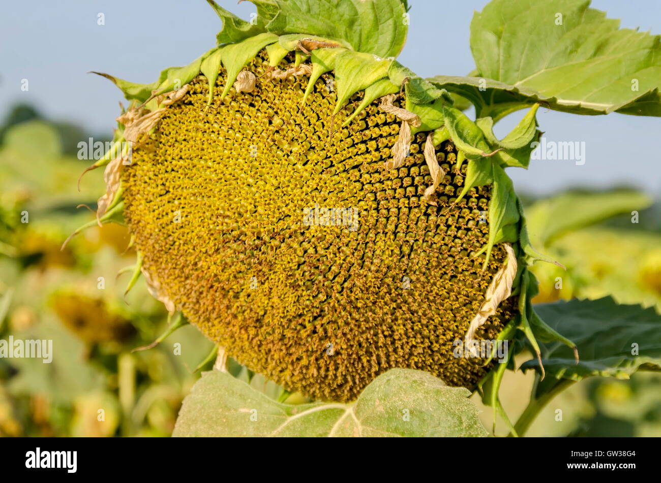 Close-up of one head of sunflower or Helianthus annuus with seeds ...