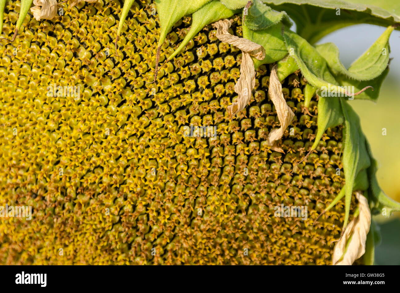 Close-up of one head of sunflower or Helianthus annuus with seeds ...
