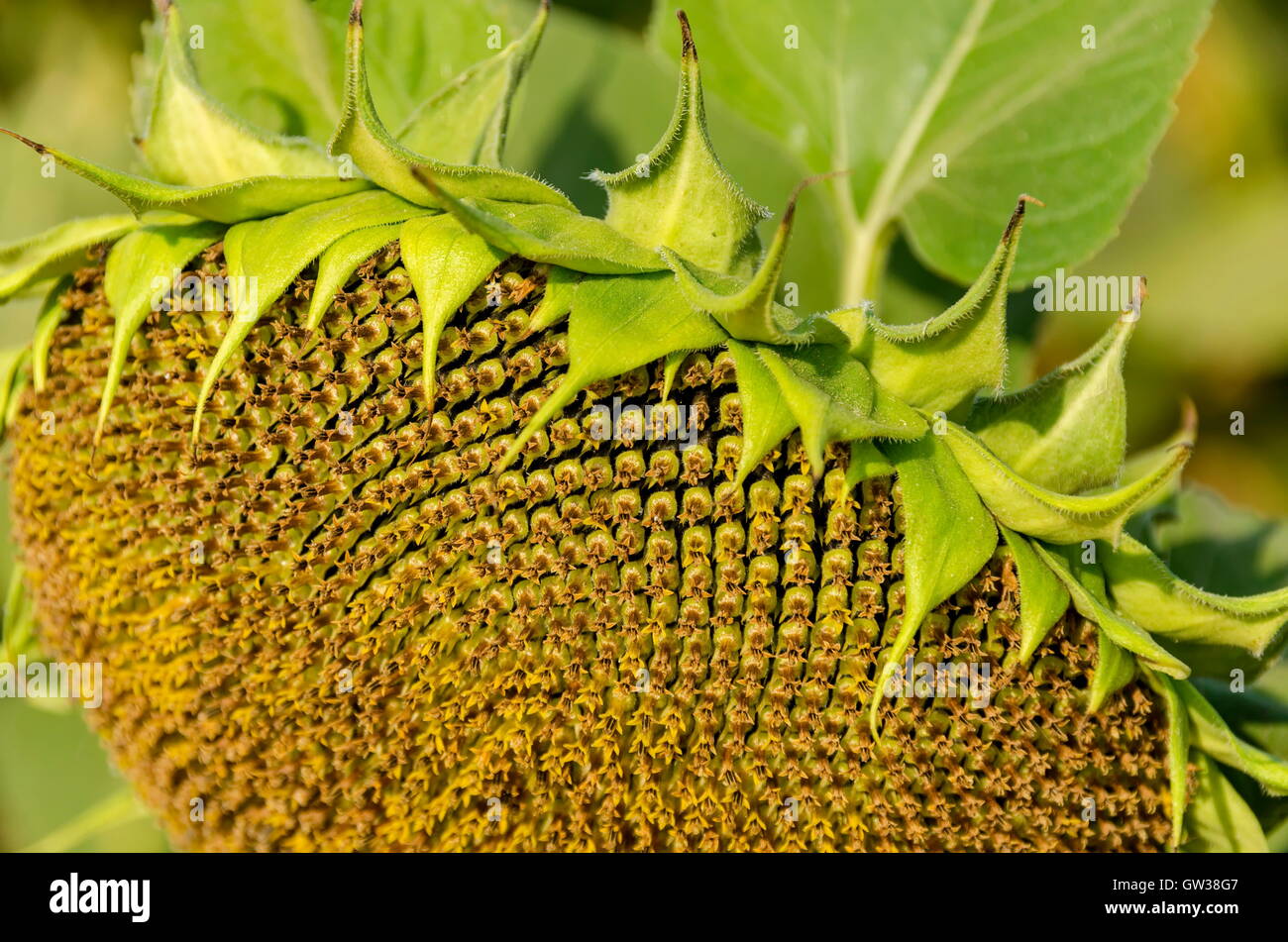 Close-up of one head of sunflower or Helianthus annuus with seeds ...