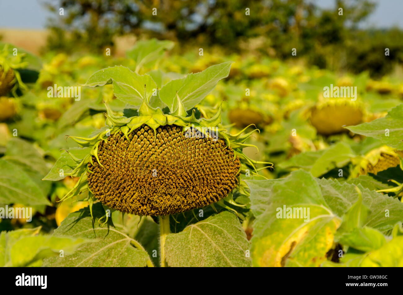 Head of sunflower or Helianthus annuus with seeds growing in sunflower ...
