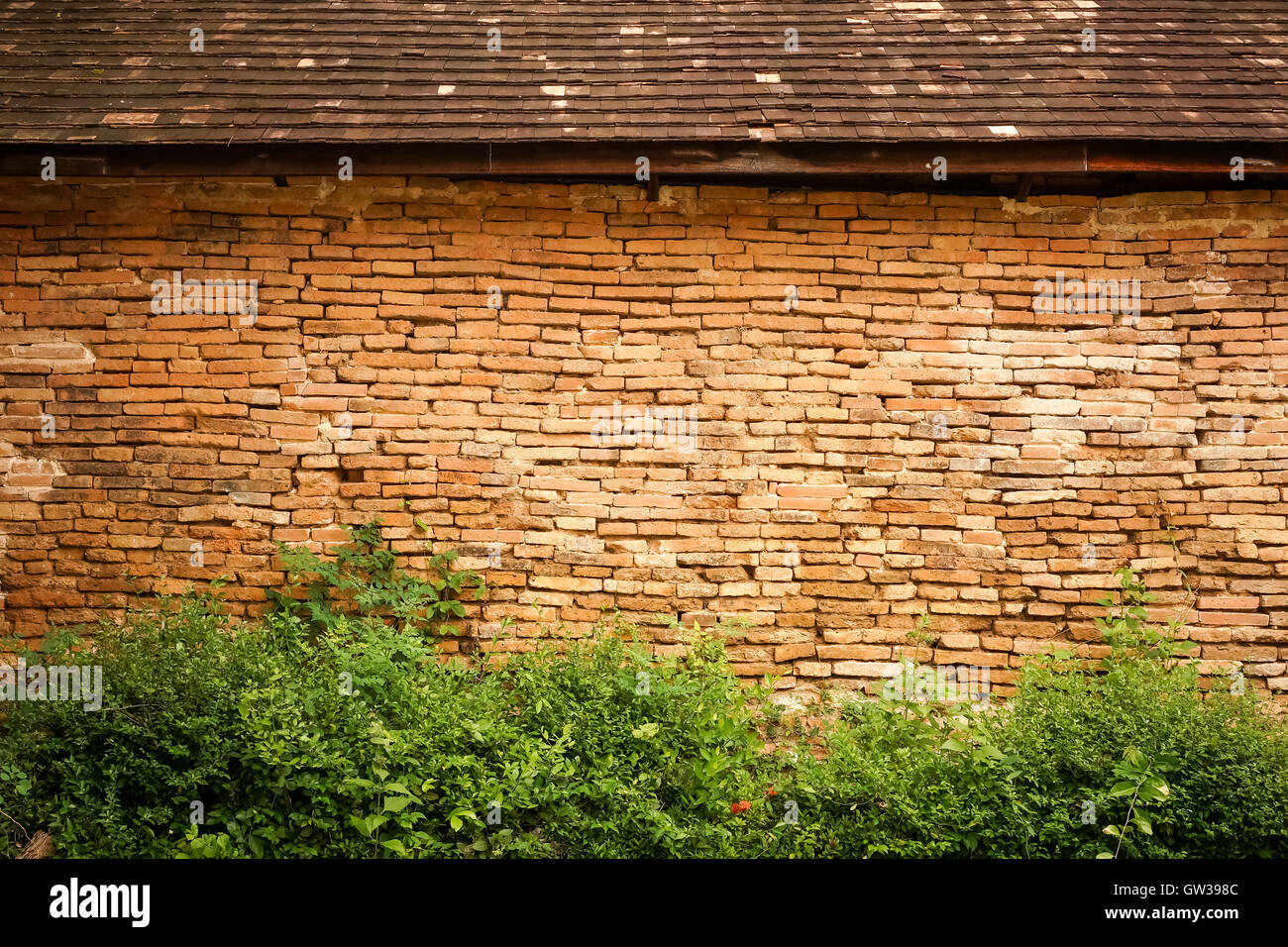 Old brick wall leaves hi-res stock photography and images - Alamy