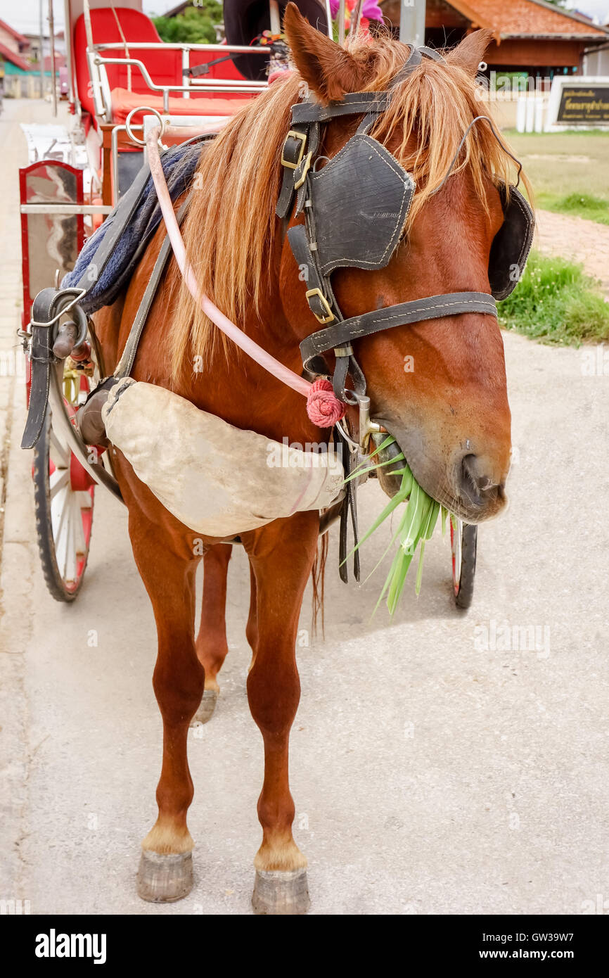horse carriage cabin Stock Photo - Alamy