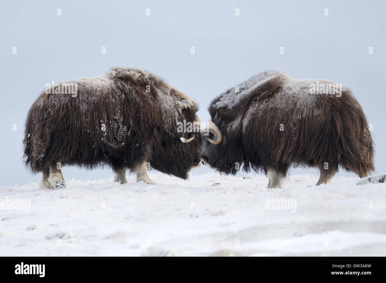Musk Ox Fighting High Resolution Stock Photography and Images - Alamy