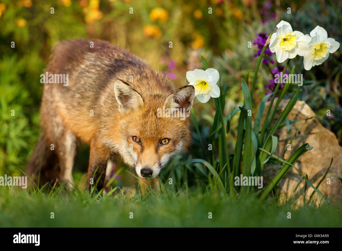 Fox garden hi-res stock photography and images - Alamy