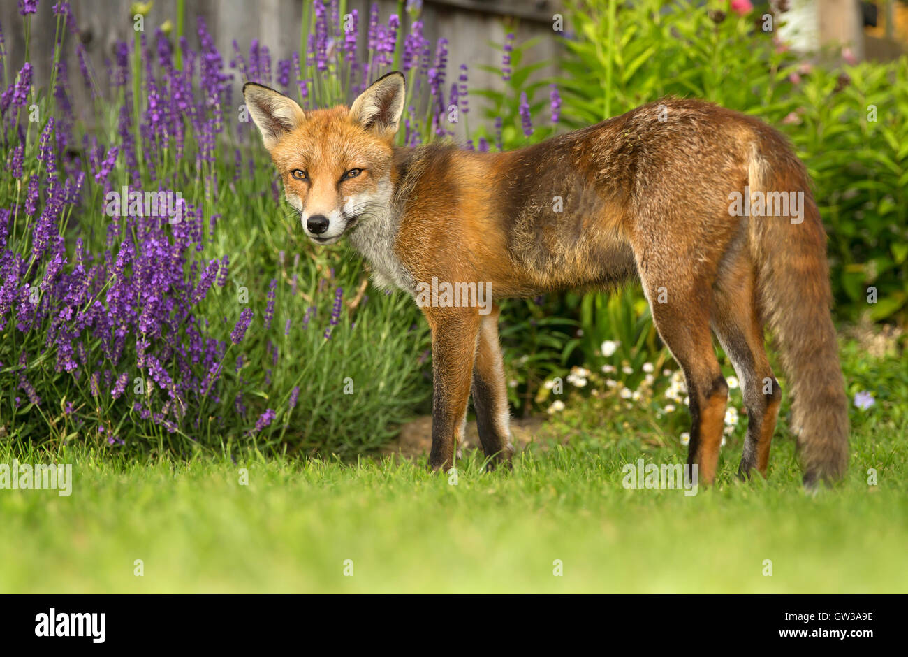 Red fox in the garden Stock Photo - Alamy