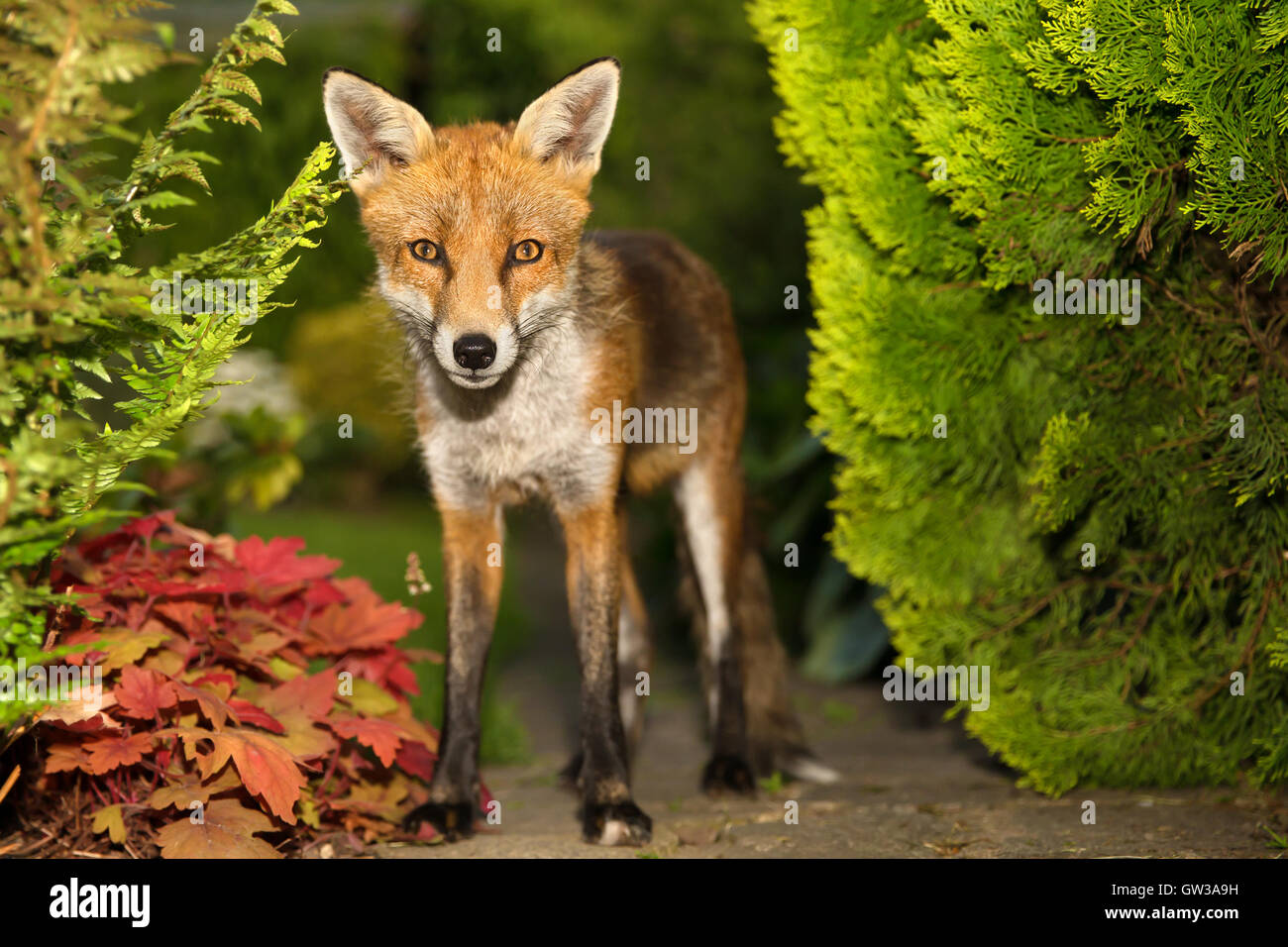 Fox garden hi-res stock photography and images - Alamy