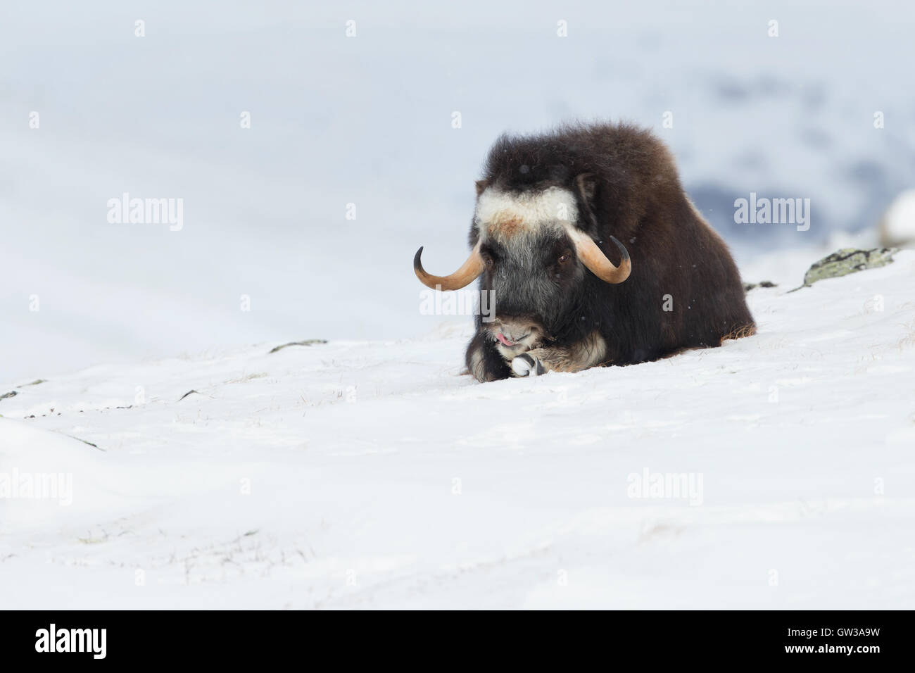 Musk ox arctic animals hi-res stock photography and images - Alamy