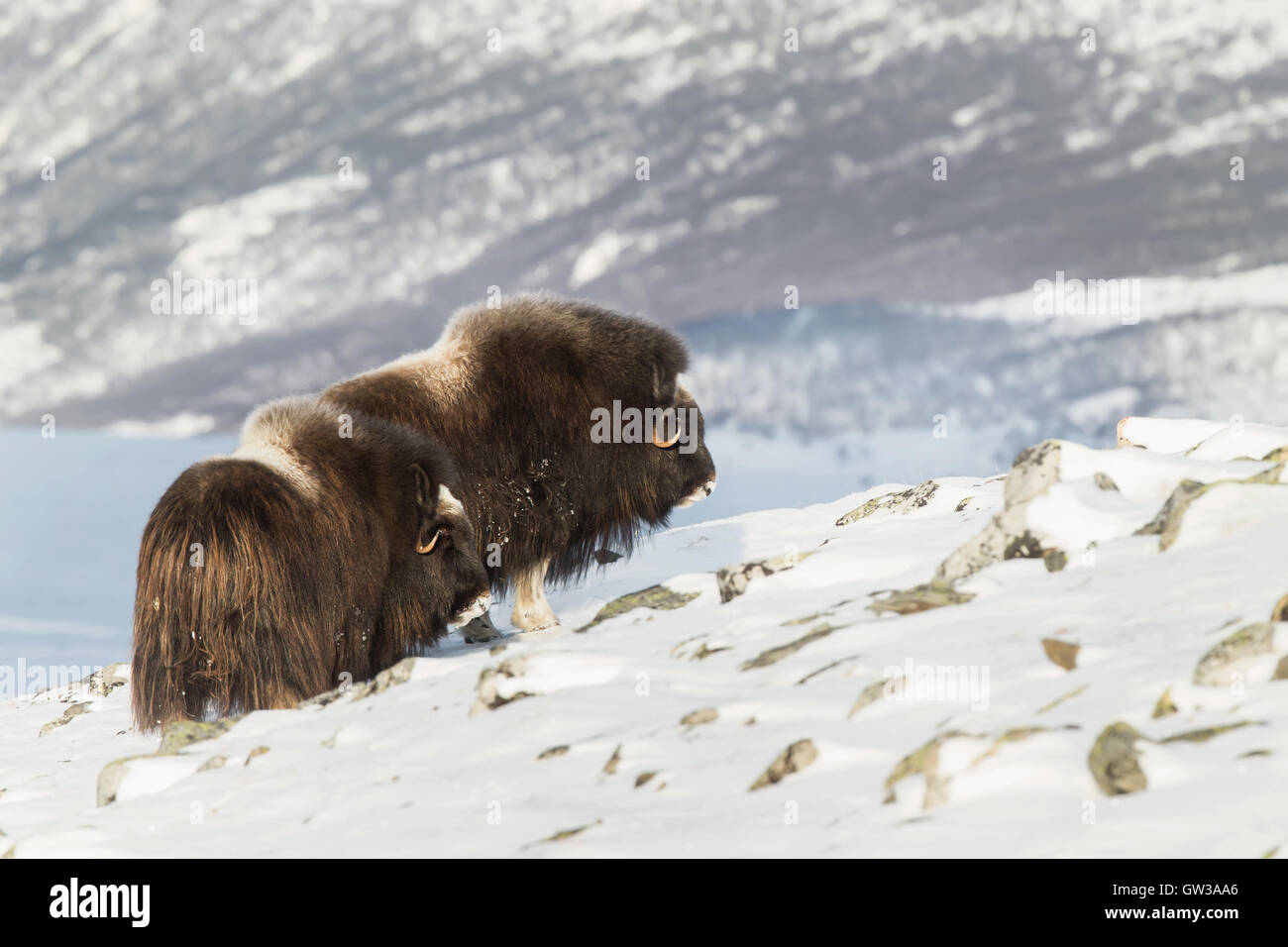 Musk Ox in Winter, Norway Stock Photo - Alamy