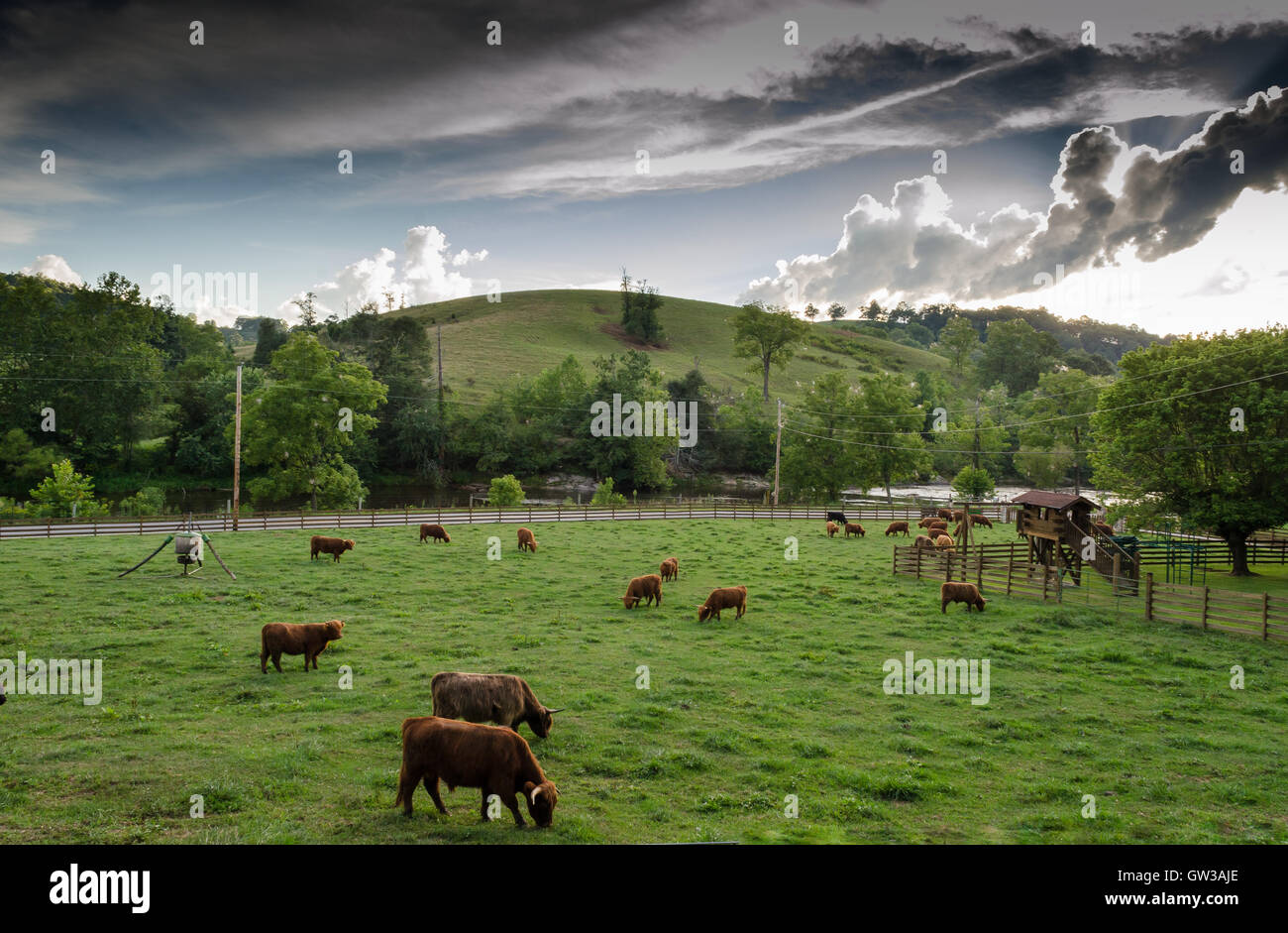 Cows cattle grazing feeding hi-res stock photography and images - Alamy