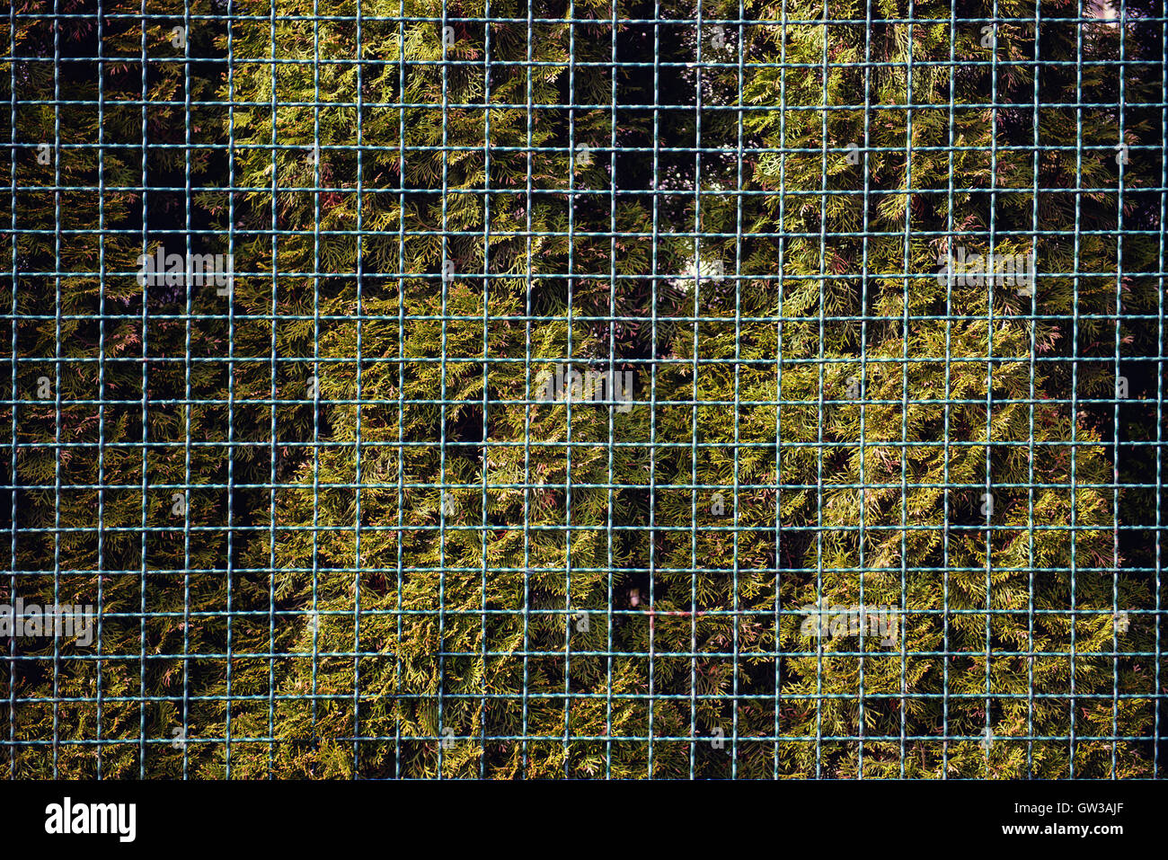 Green metal wire hi-res stock photography and images - Alamy