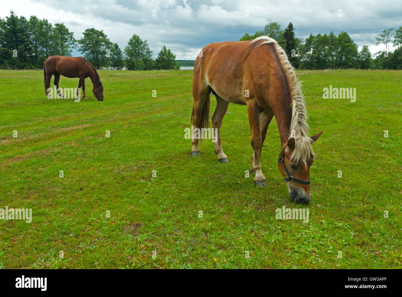 Countryside landscape with farmland meadow and grazing horses Stock ...