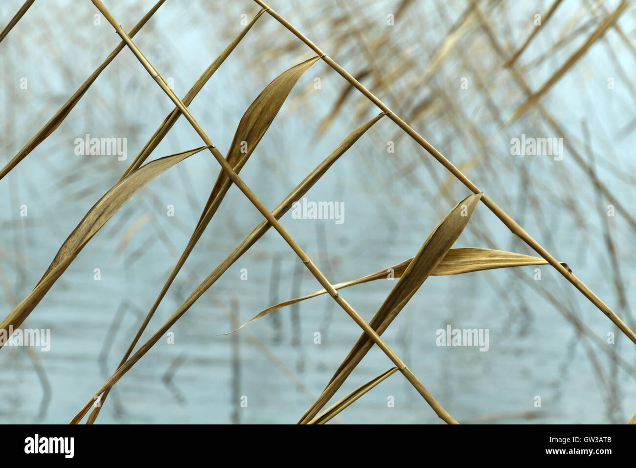 Backdrop reeds hi-res stock photography and images - Alamy