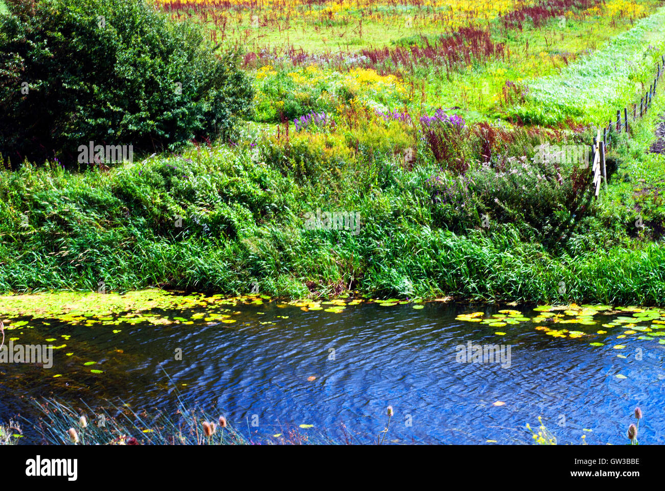 wild river scene Stock Photo - Alamy
