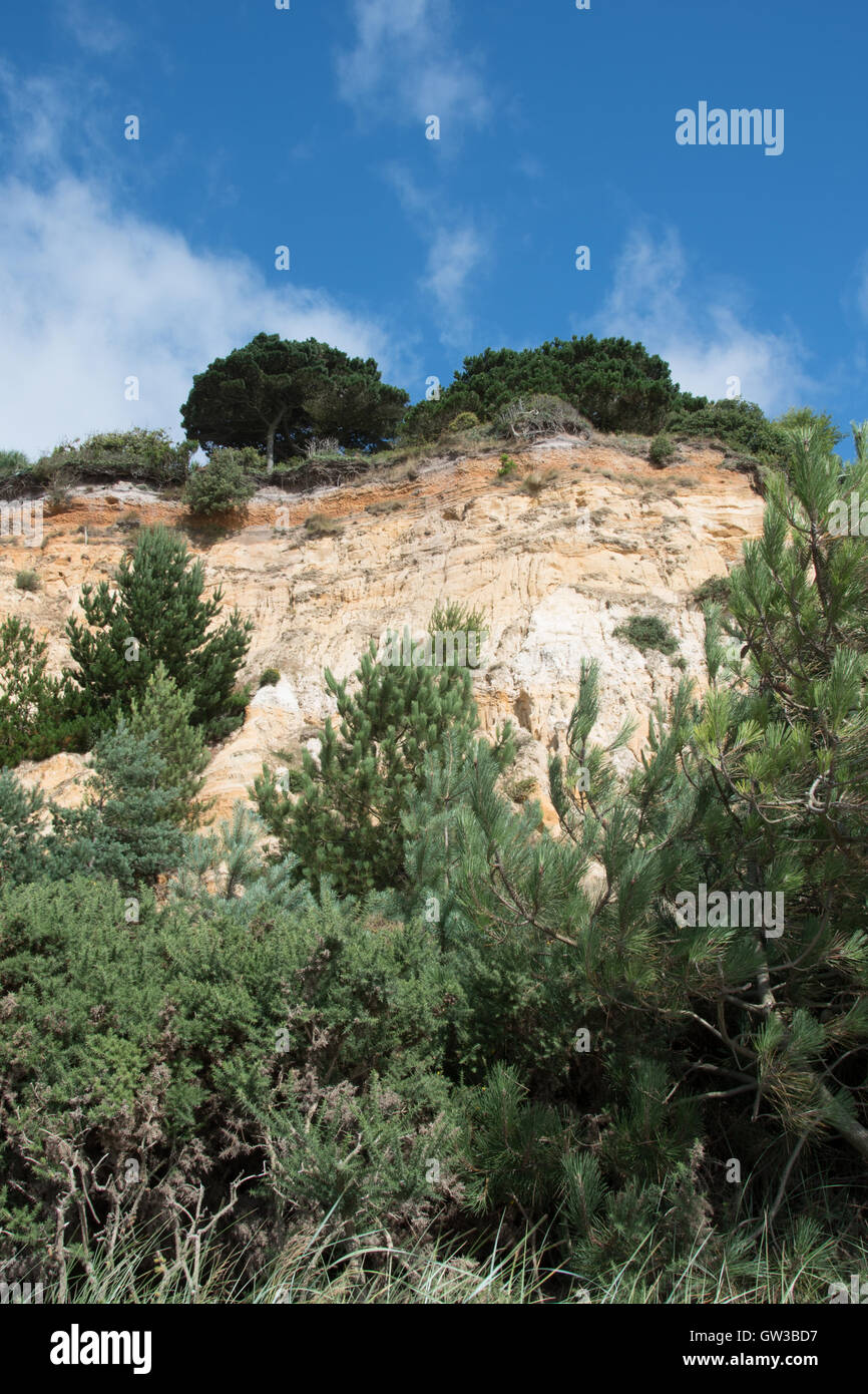 Canford Cliffs, Branksome Chine, overlooking Poole Bay, Dorset, UK ...