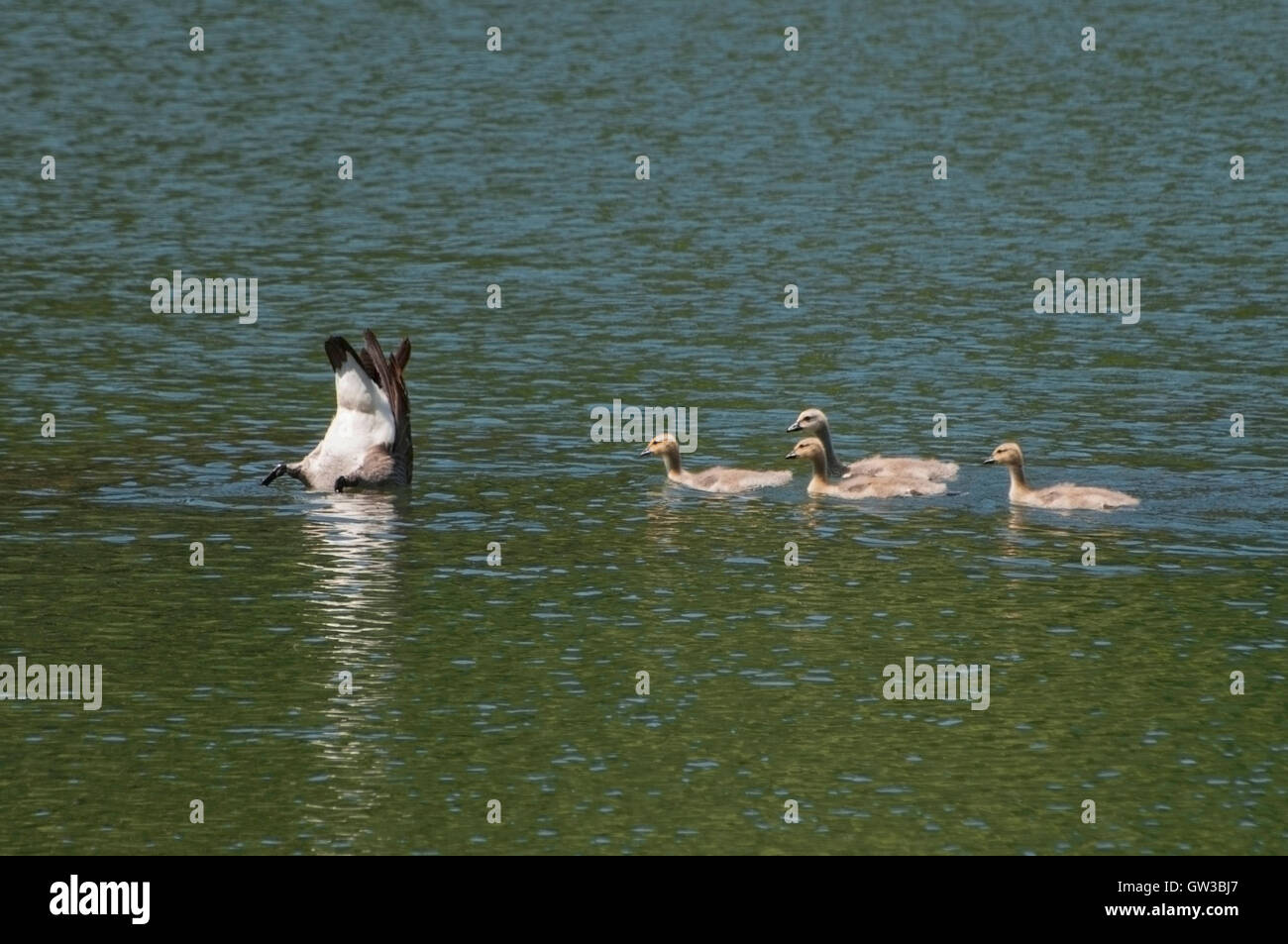 The learning curve. Canadian Geese (Branta canadensis) Female with ...