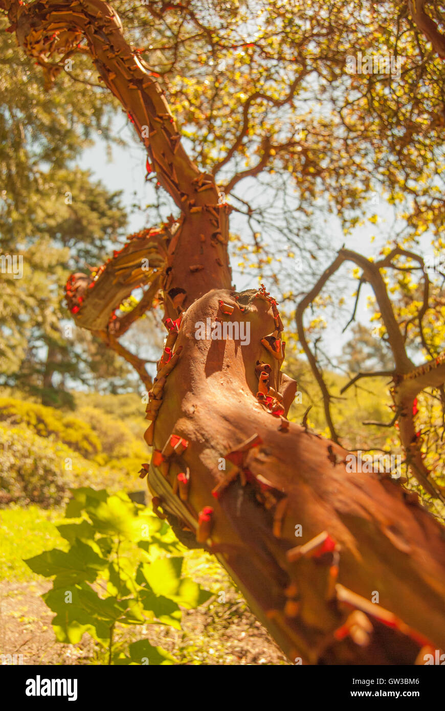 Manzanita branch hi-res stock photography and images - Alamy