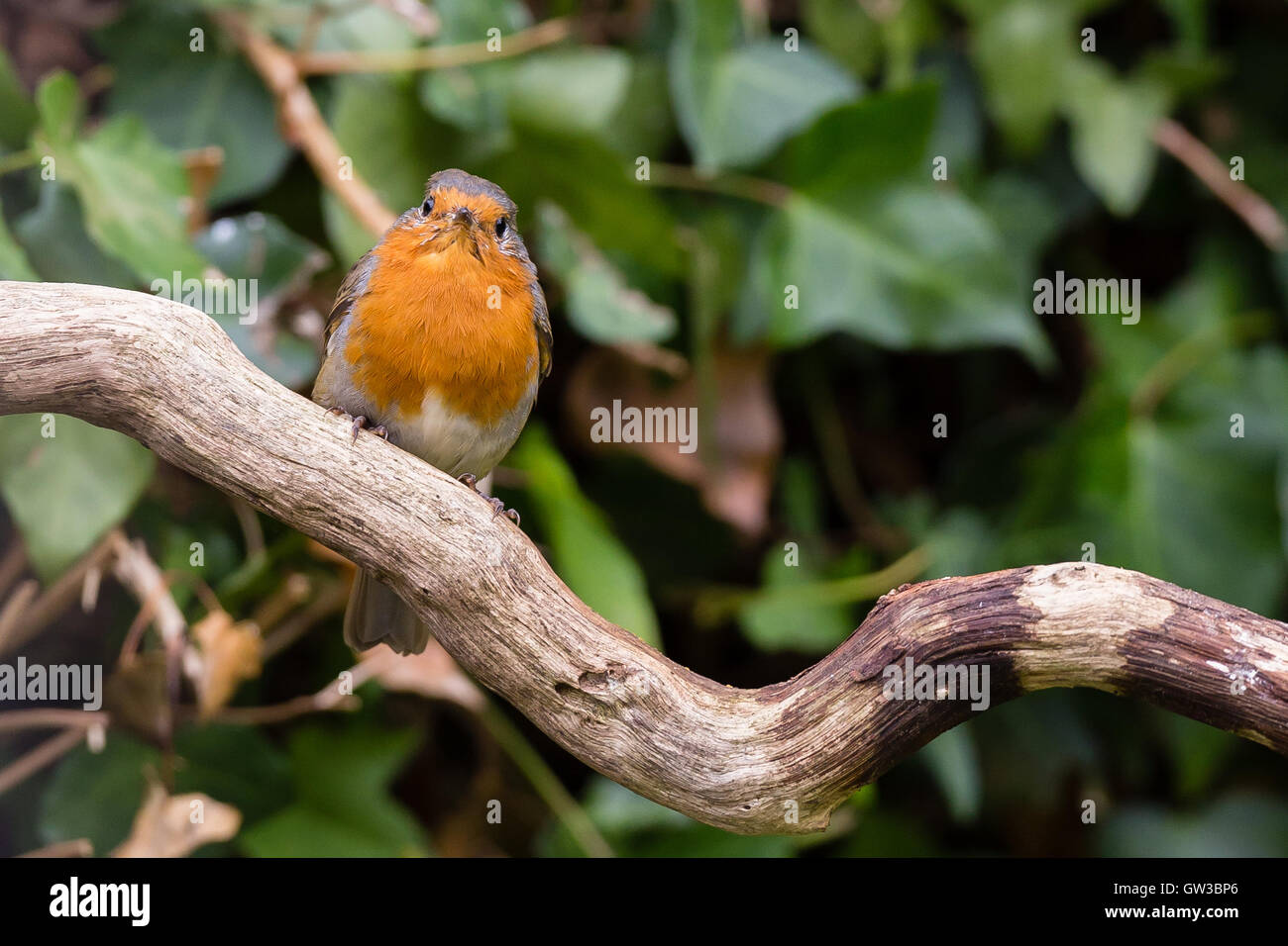 robin sitting on a branch Stock Photo - Alamy