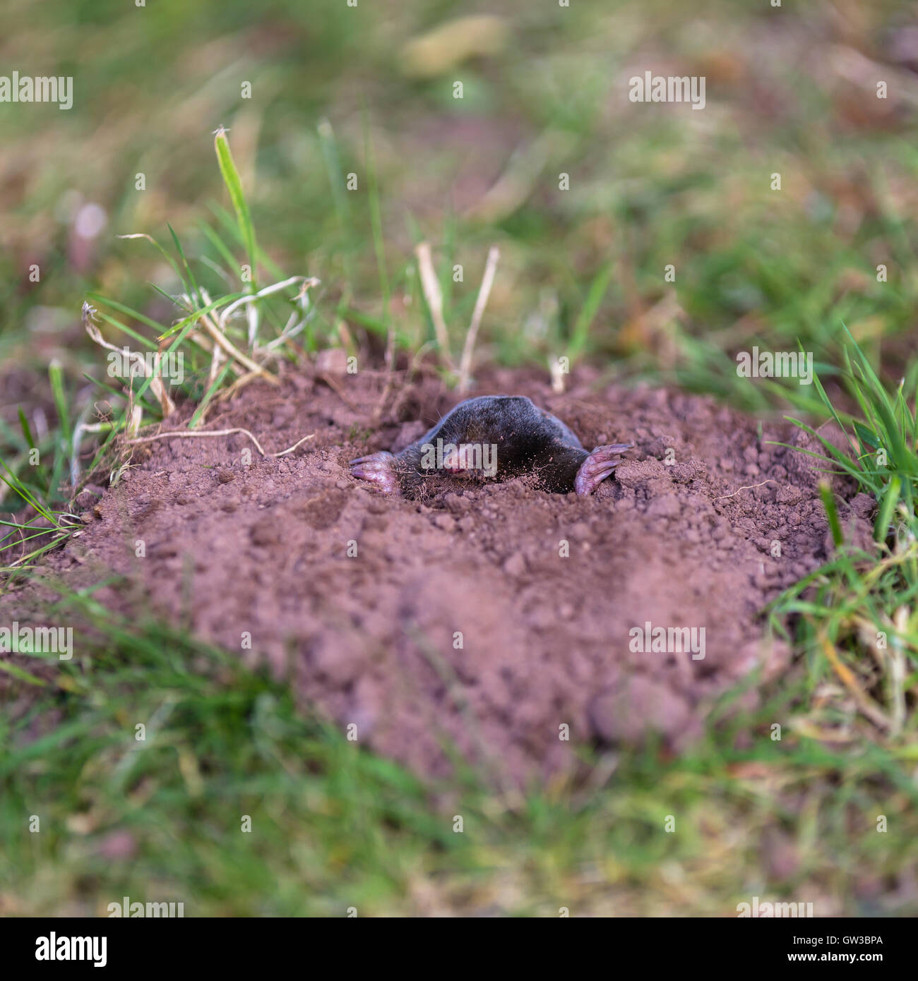 Mole Digging High Resolution Stock Photography and Images - Alamy