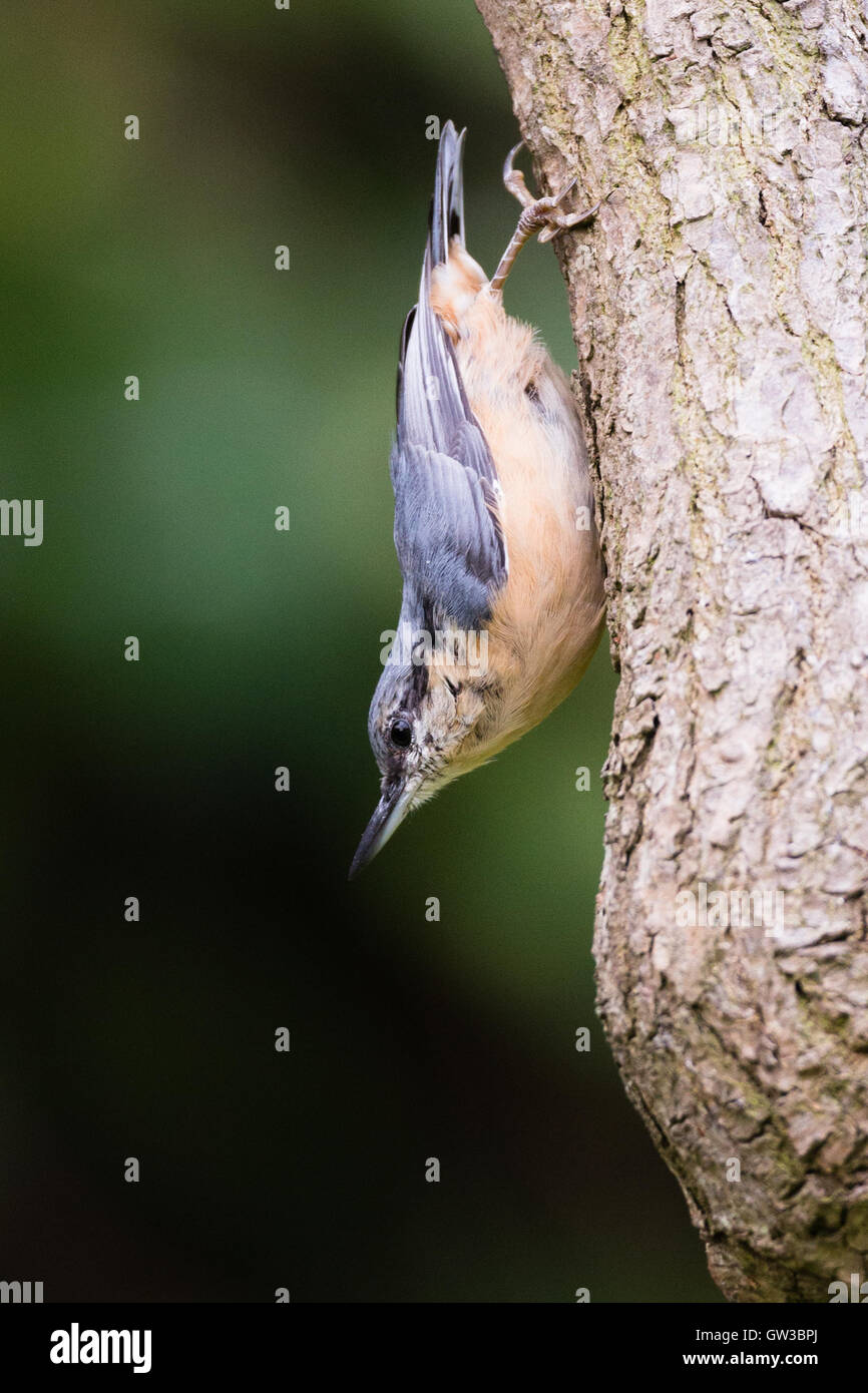 nuthatch on the side of a tree Stock Photo - Alamy
