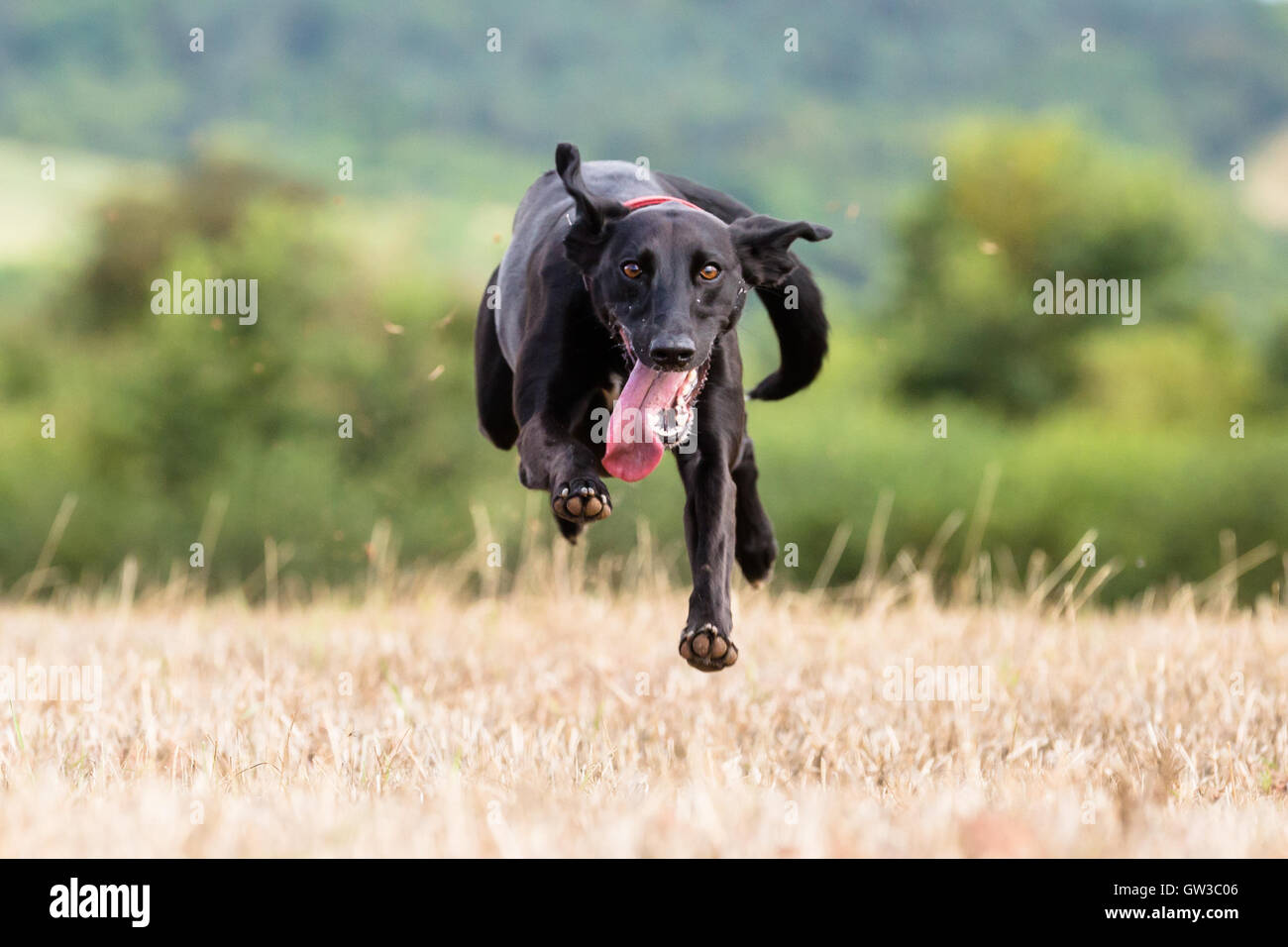 black dog running and jumping in a field Stock Photo - Alamy