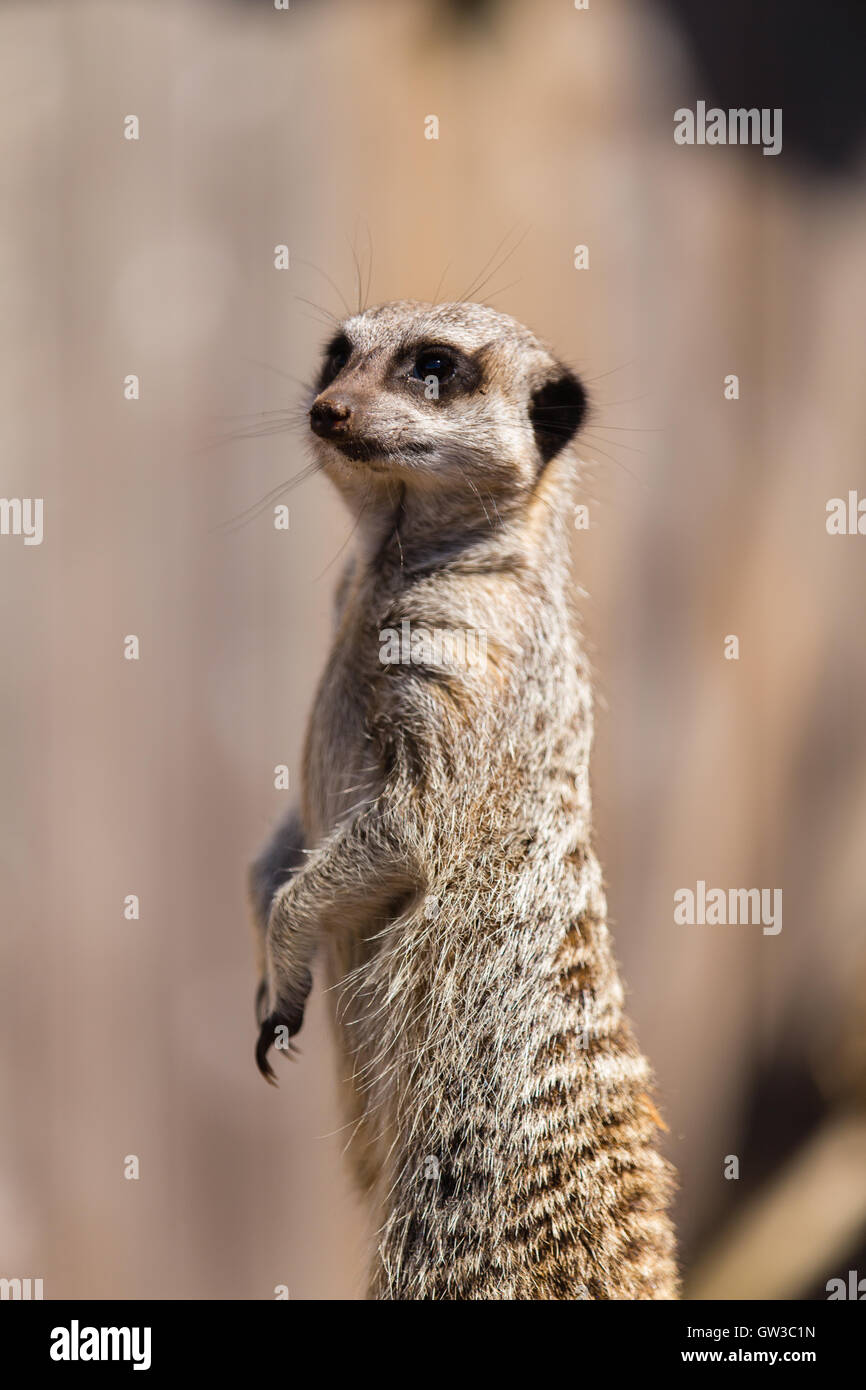 meerkat on lookout Stock Photo - Alamy