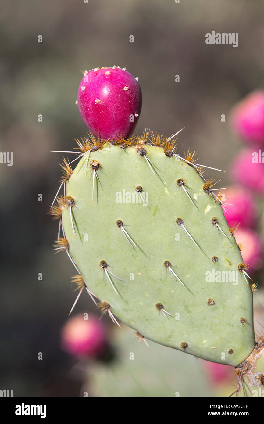 Sonoran Desert Cactus Fruit