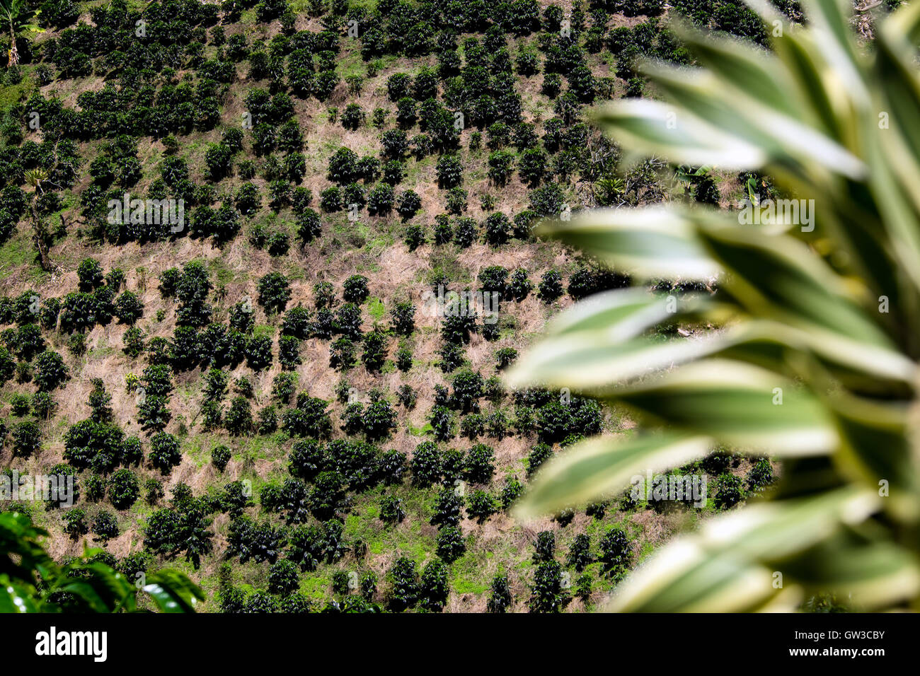 Coffee plantation landscape hi-res stock photography and images - Alamy