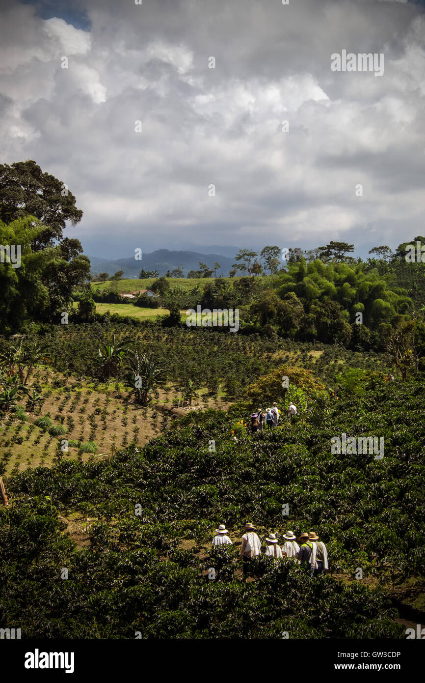 Coffee plantation landscape hi-res stock photography and images - Alamy