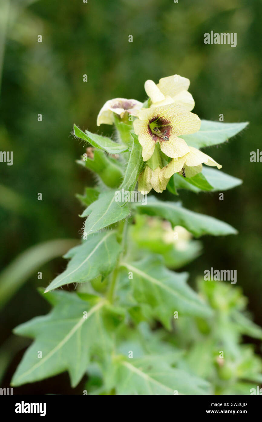Hyoscyamus niger hi-res stock photography and images - Alamy