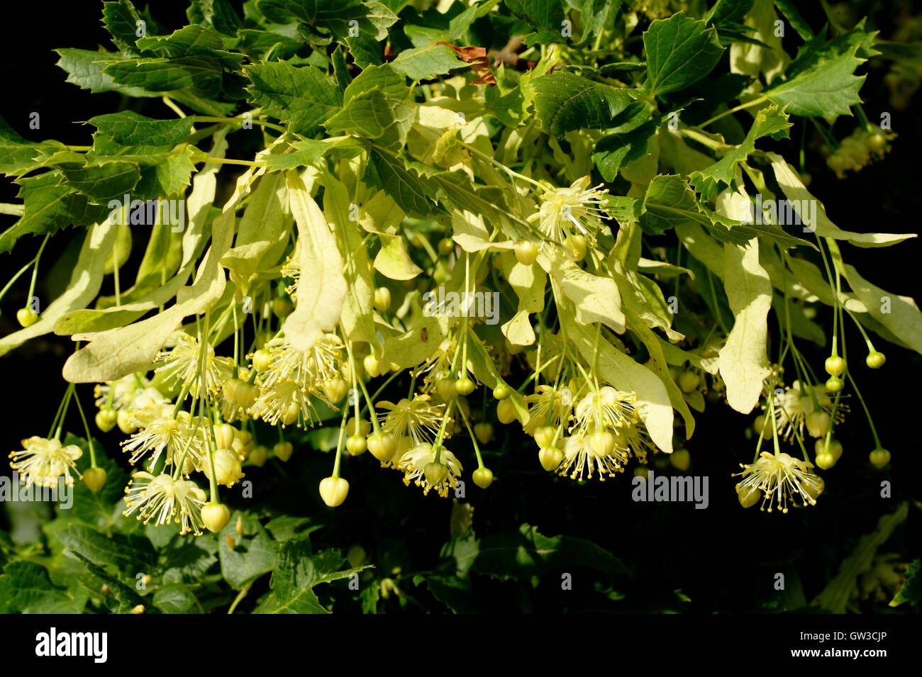 common lime flower - Tilia sp Stock Photo - Alamy
