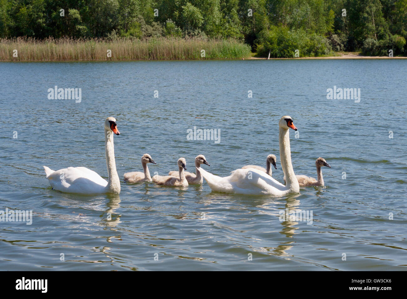 Swan family hi-res stock photography and images - Alamy