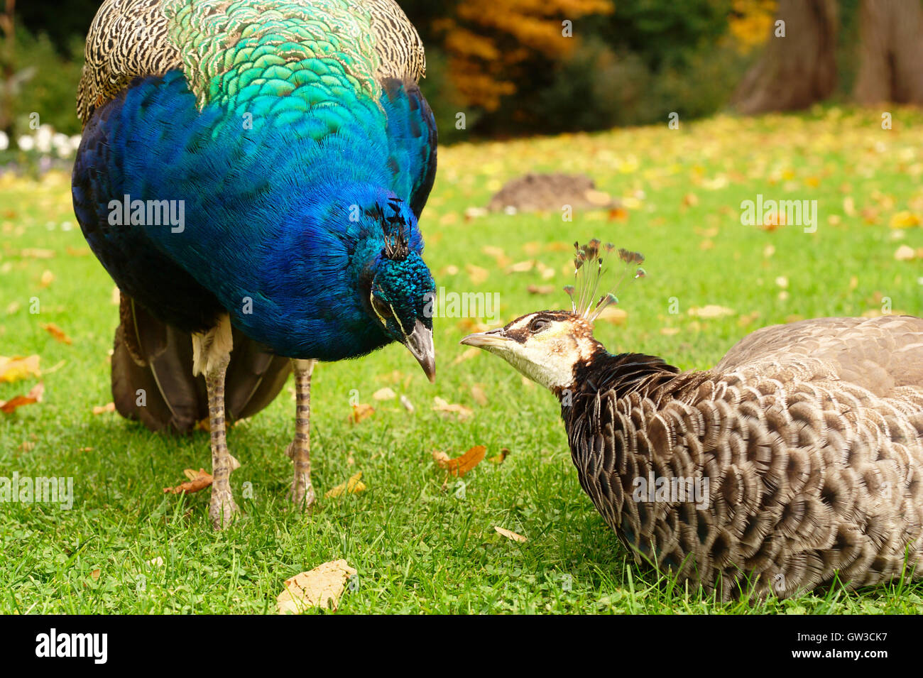 Female peacocks hi-res stock photography and images - Alamy