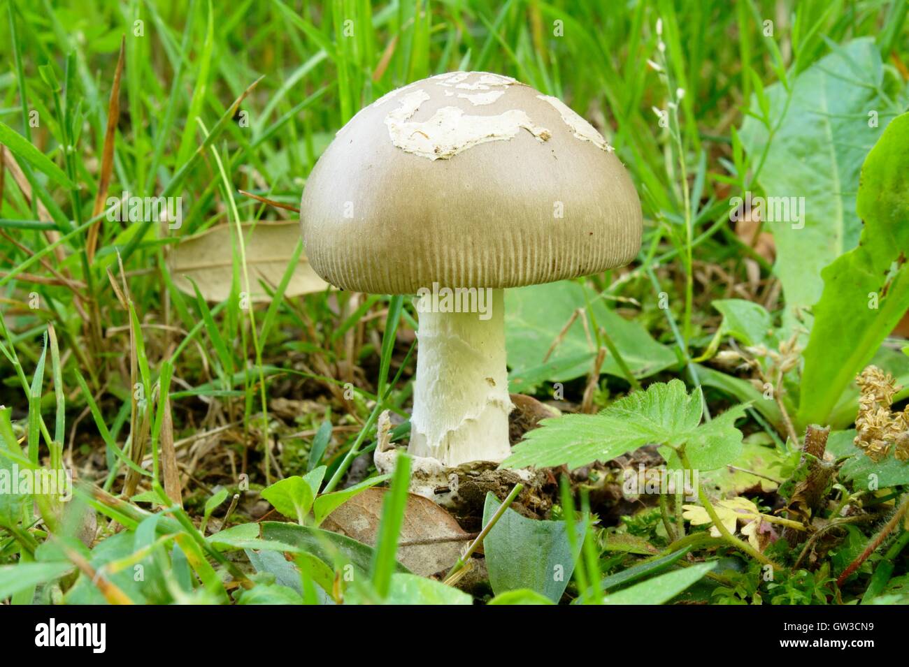 Amanita vaginata "Grisette". Edible mushroom Stock Photo - Alamy