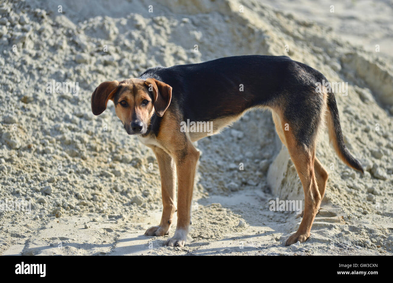 Stray dog, mixed race Stock Photo - Alamy