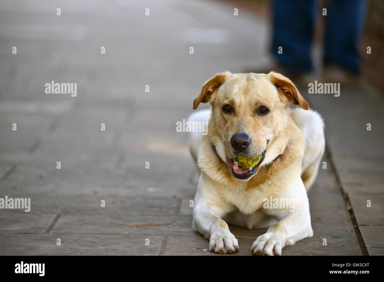Labrador Retriever dog with a tennis ball Stock Photo - Alamy
