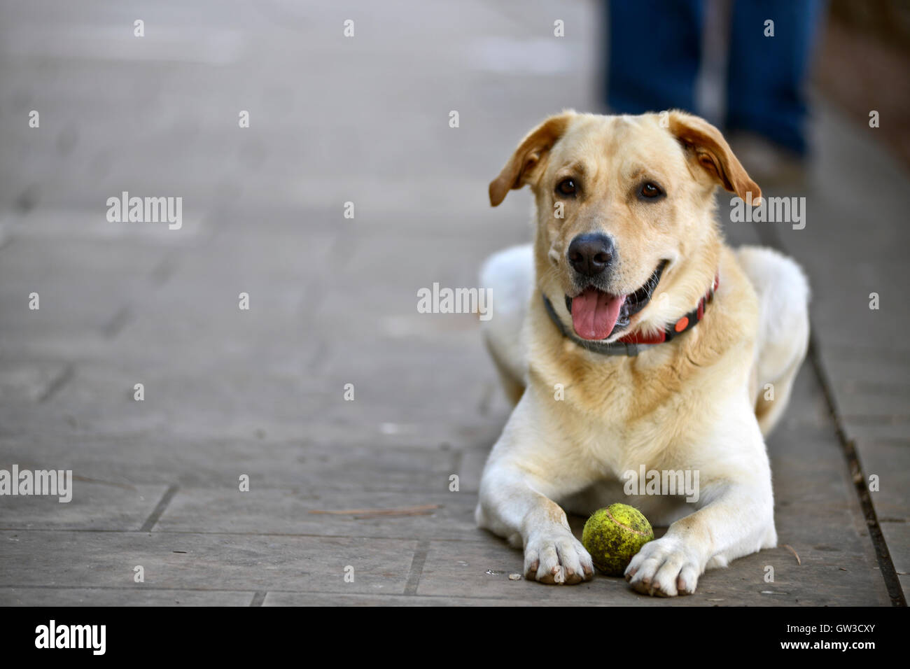 Labrador Retriever dog with a tennis ball Stock Photo - Alamy