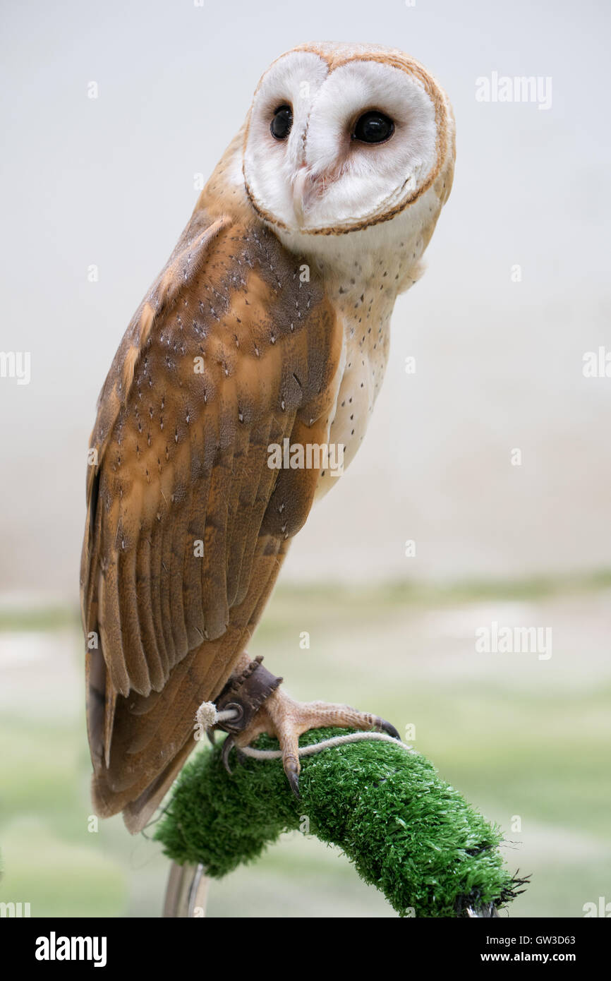 common barn owl ( Tyto alba ) were tied to a perch Stock Photo - Alamy