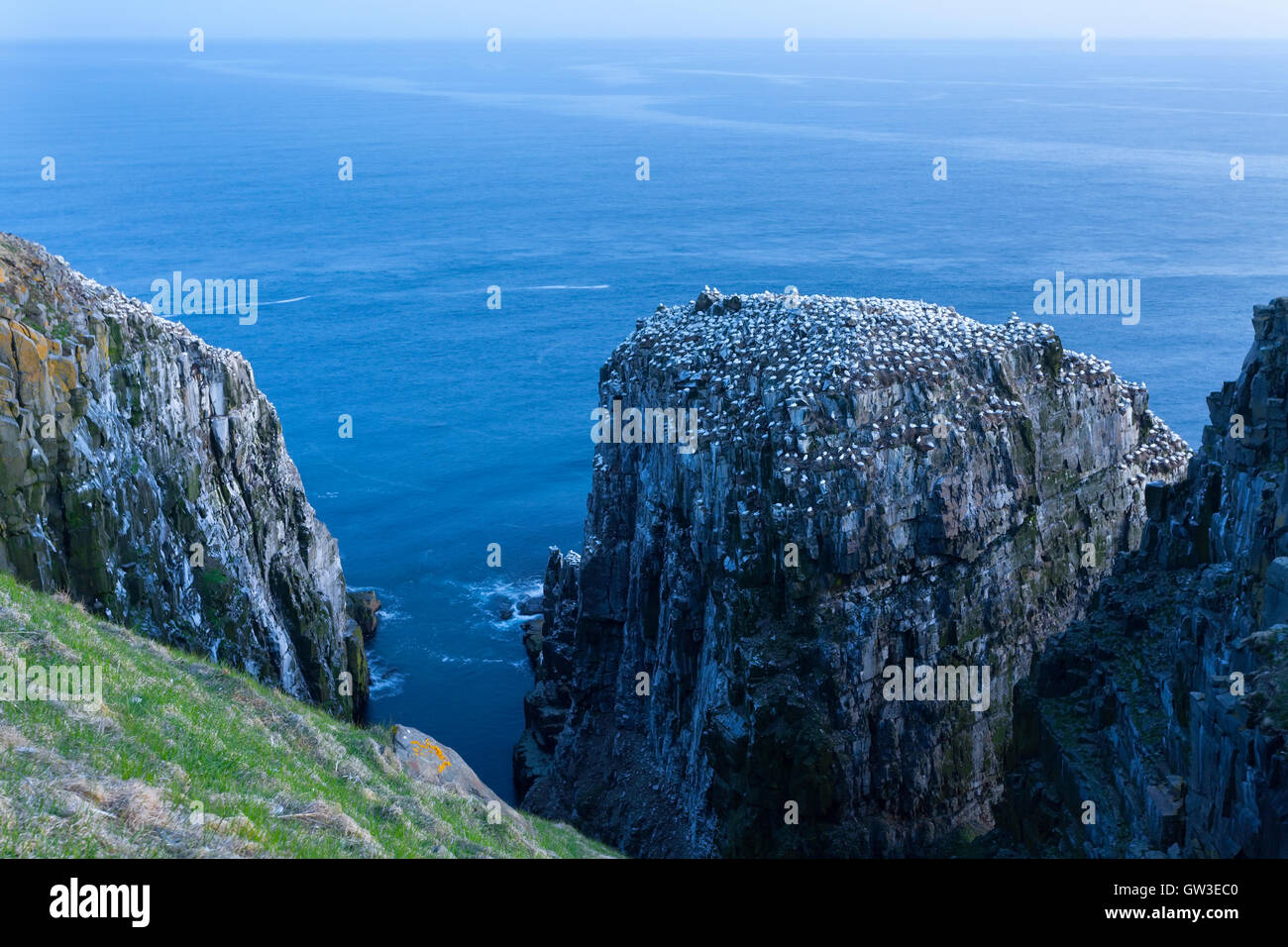 Birds of newfoundland hi-res stock photography and images - Alamy