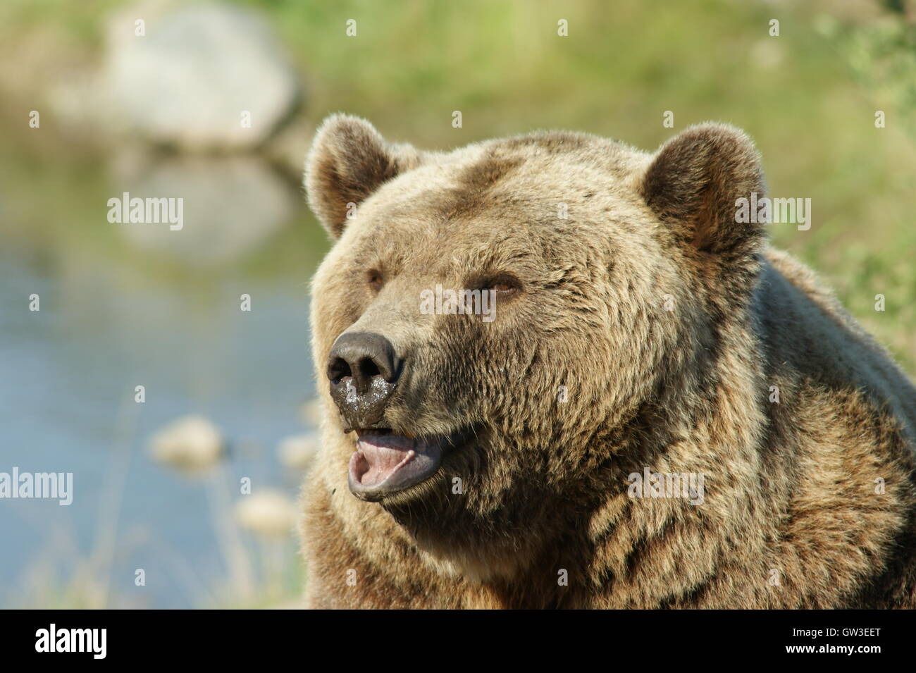 Happy Bear