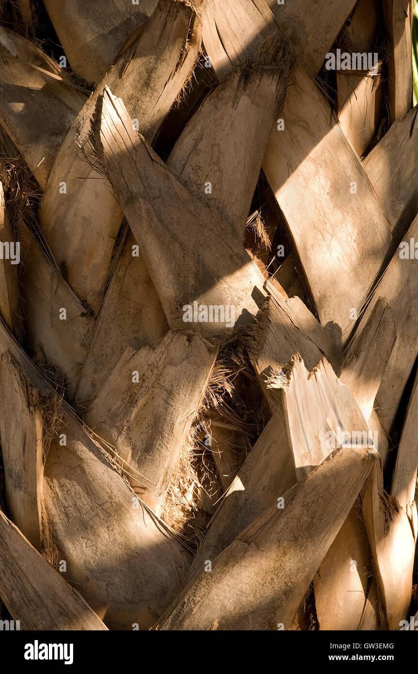 Fibrous leaf stumps on a palm tree trunk Stock Photo - Alamy