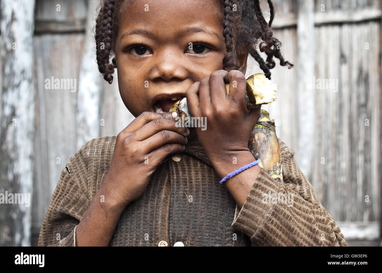 Eating Sugar Cane Raw