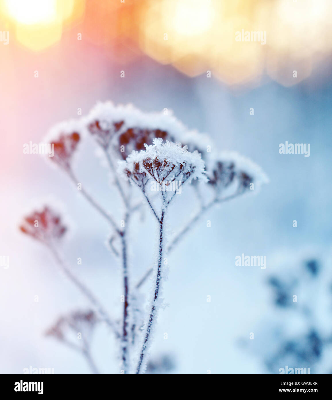 Frost flower hi-res stock photography and images - Alamy