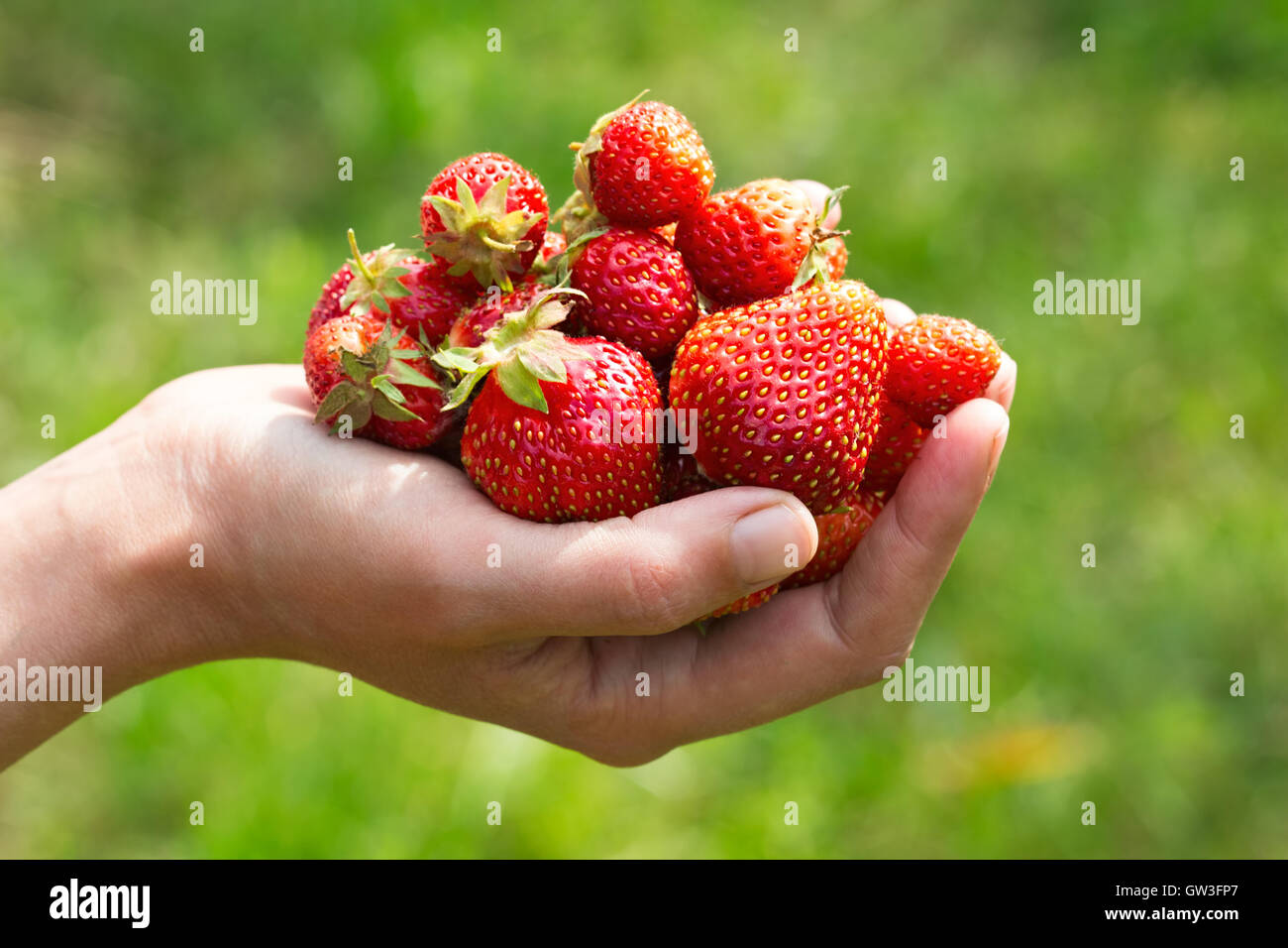 Hand picking strawberry hi-res stock photography and images - Alamy
