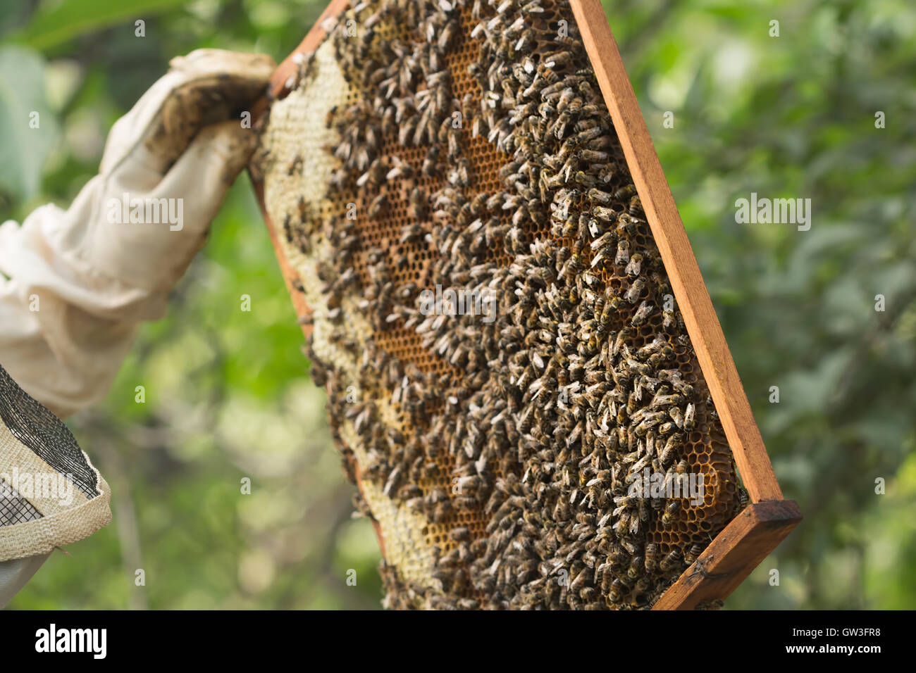 Beekeeper inspects a frame with bees Stock Photo - Alamy